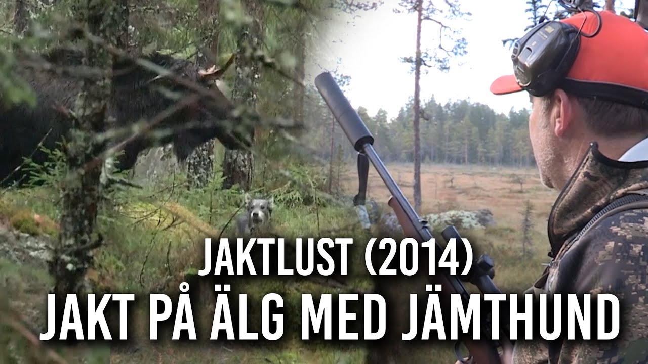 Jaktlust - Jakt på älg med jämthund - YouTube