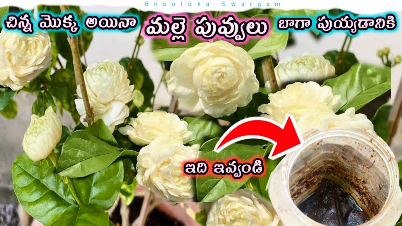 Mallepuvvu Jasmine plant care and fertilizer #jasmine plant growing ...