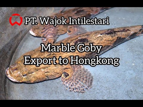 Marble Goby goes to HONGKONG !!! - YouTube