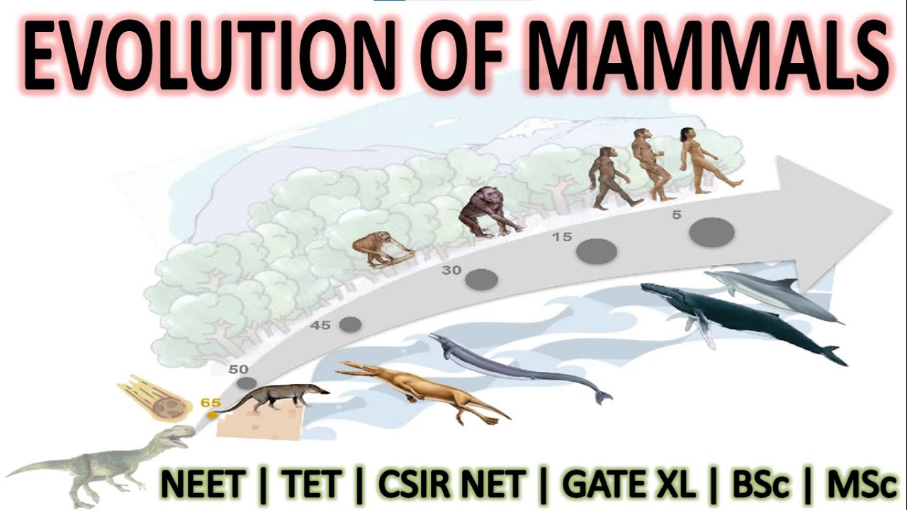EVOLUTION OF MAMMALS - YouTube