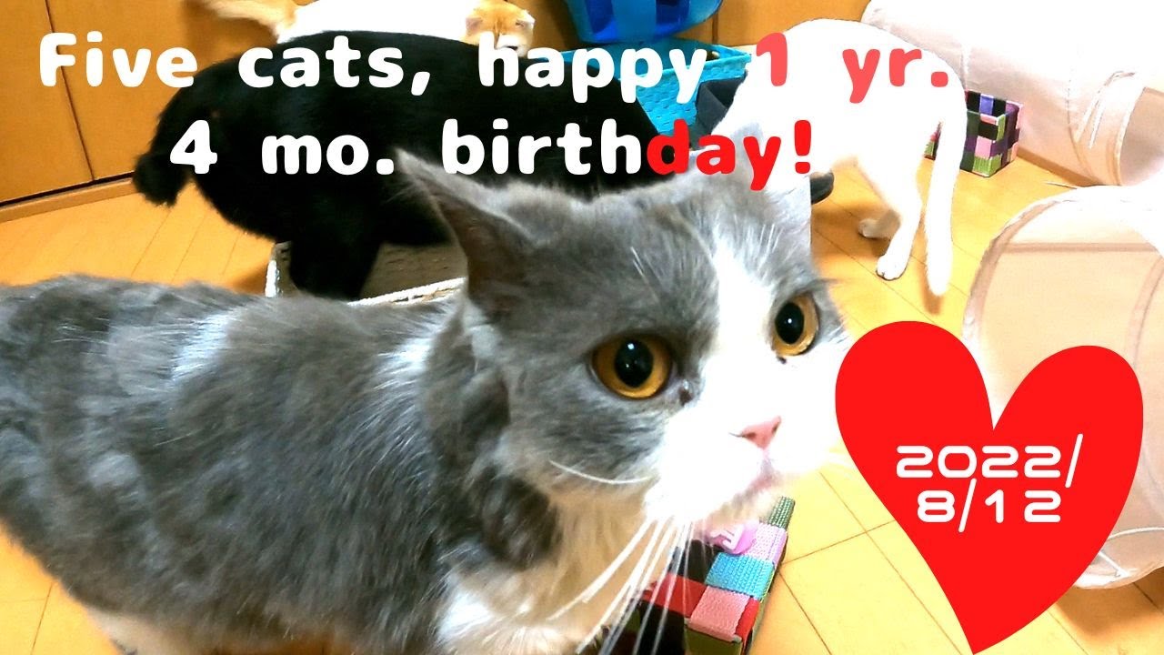5 Cats Happy 1 yr. 4 mo. birthday! Cat punch explosion.Aug. 12, 2022 猫5 ...