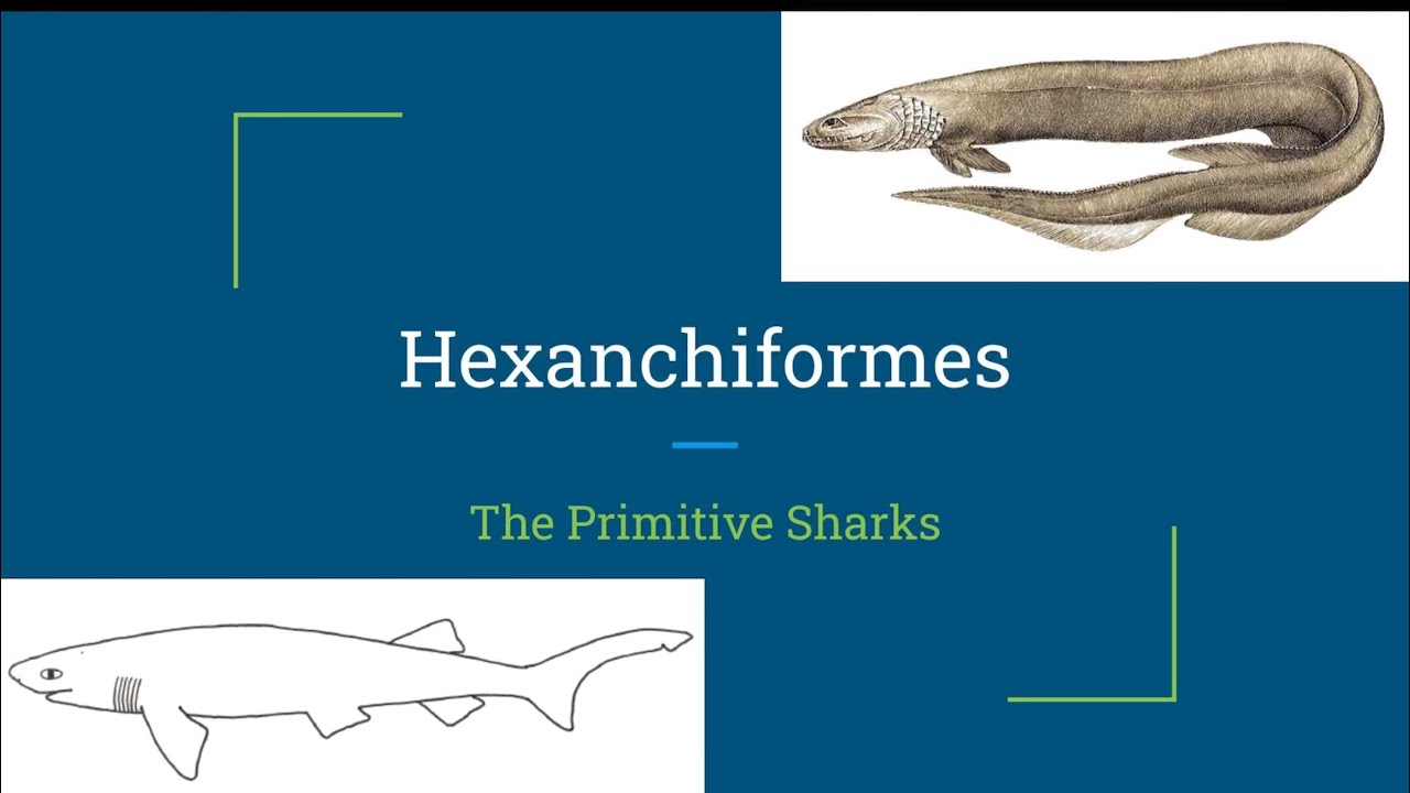 Shark Lore (Episode 2) Hexanchiformes: The Primitive Sharks - YouTube