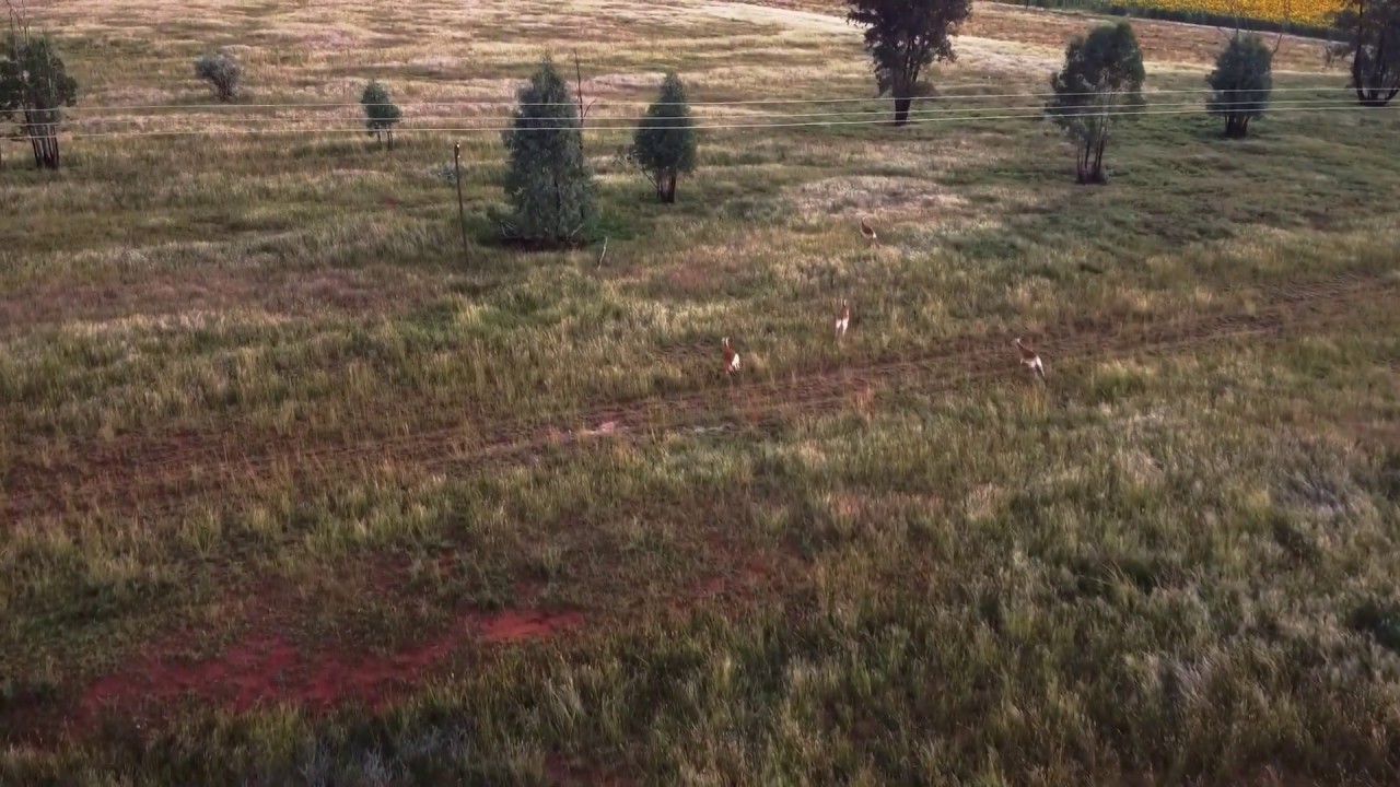 DJI MAVIC MINI Sports Mode Antelope Chase - YouTube