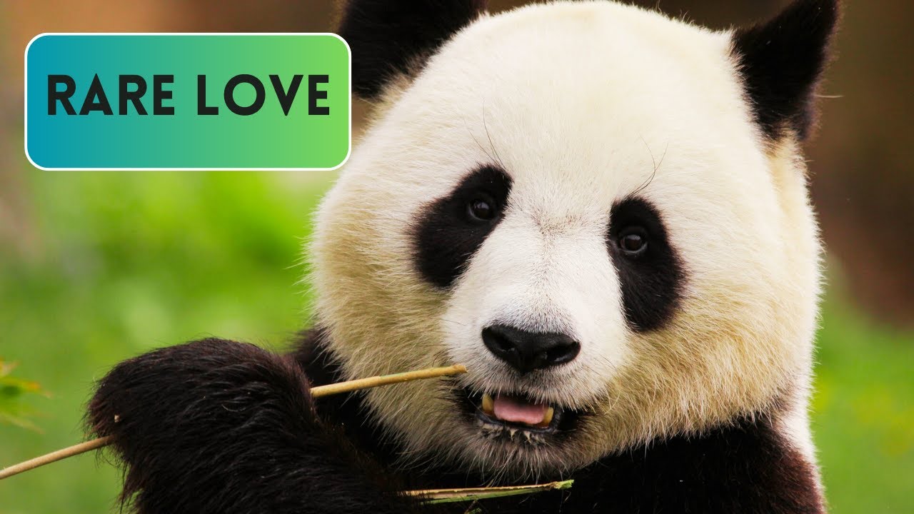 How do Pandas Reproduce? It's a rare occurrence - YouTube