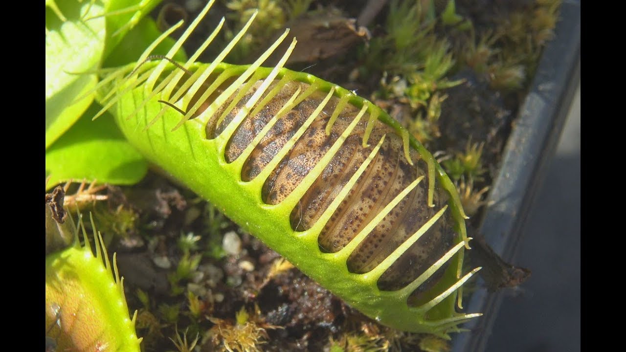 Lucky cockroach escapes deadly jaws of Venus Flytrap - YouTube