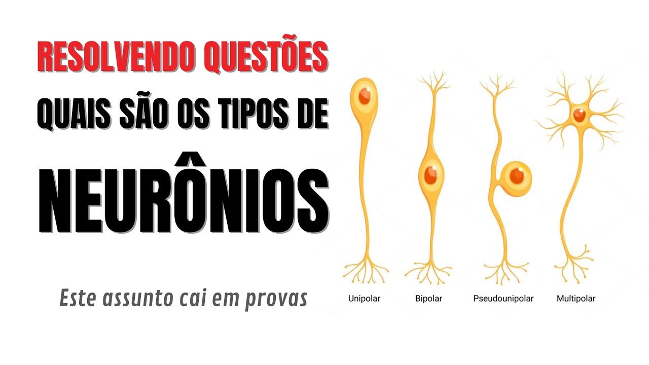 Resumo sobre os NEURÔNIOS | Anatomia, funções e tipos da principal ...