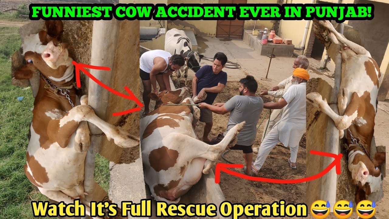 FUNNIEST COW ACCIDENT EVER AND ITS RESCUE OPERATION IN PUNJAB! HoMe Of ...