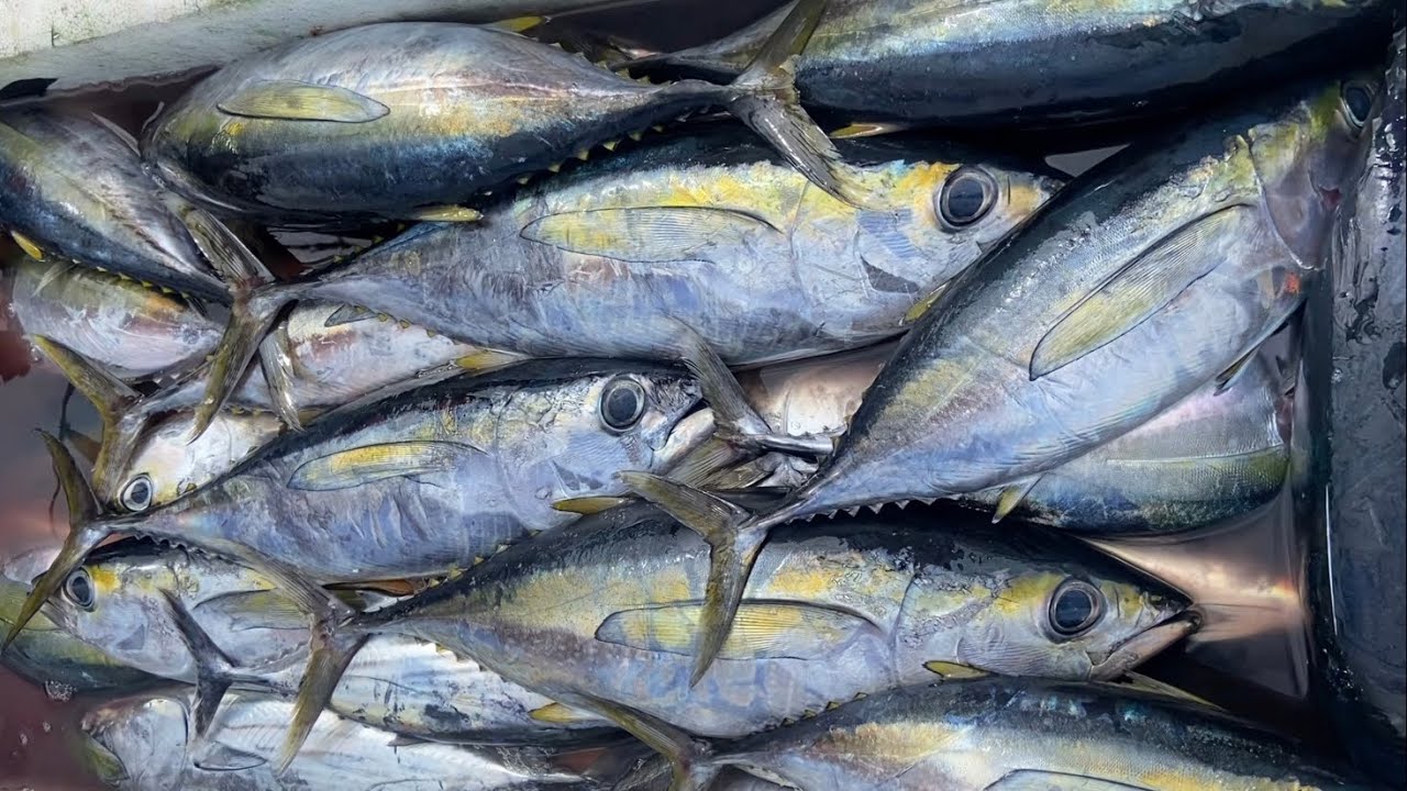 Diskarga ng isda - YouTube