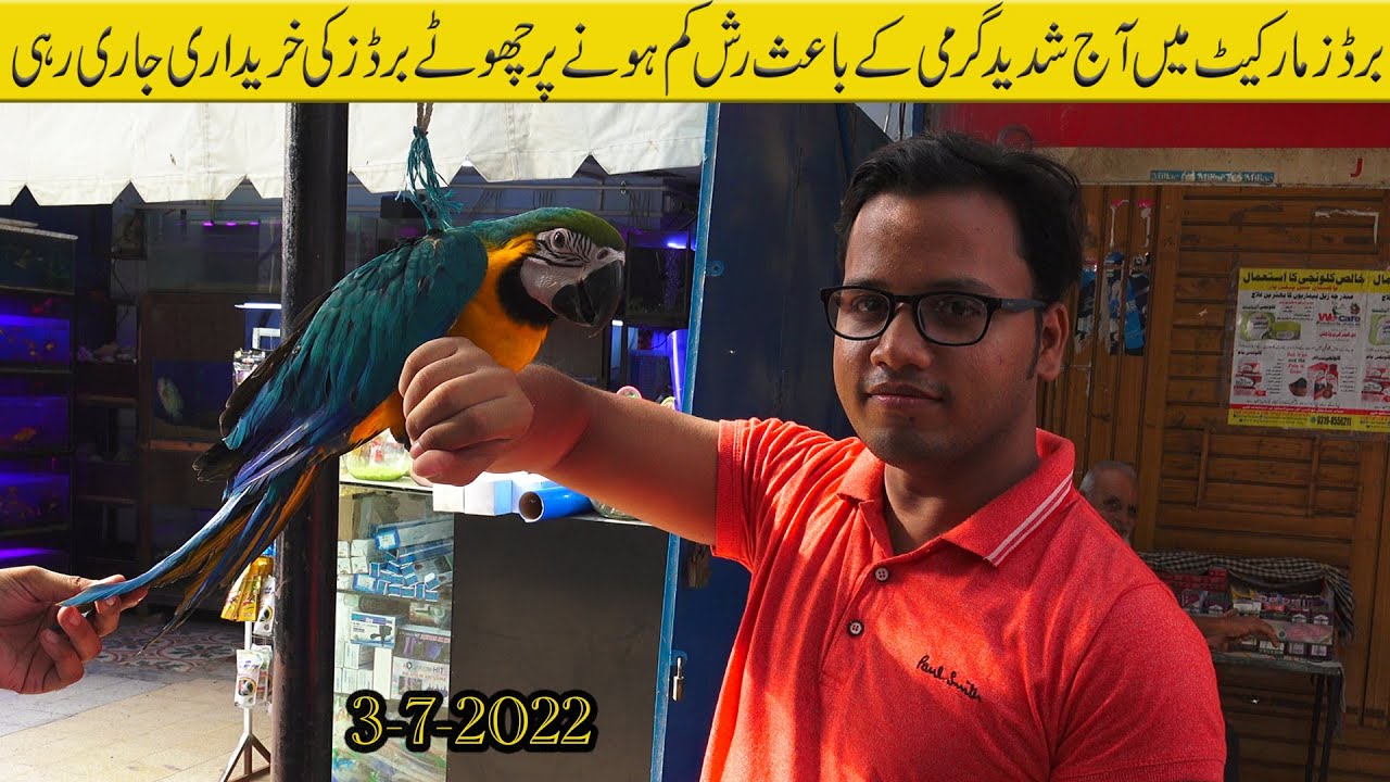 Lalukhet Exotic Birds and Parrots Sunday Market 3-7-2022 Karachi - YouTube