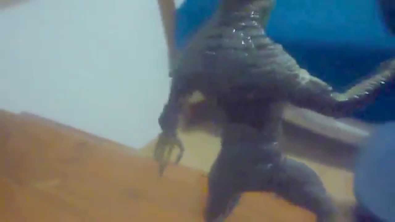 CHUPACABRAS THE X-FILES - YouTube