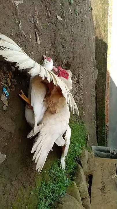 Bokep terbaru - YouTube