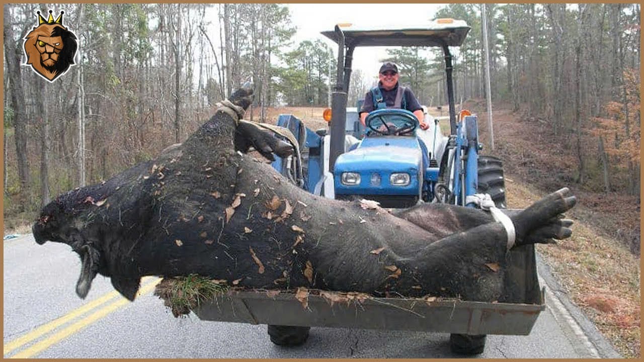 How Do American Hunters Deal with a Massive 1,100-Pound Invasive Wild ...