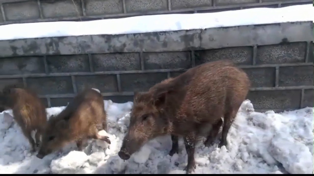 Wild Pigs on the road in winter snow | Murree Hills | Northern Pakistan ...