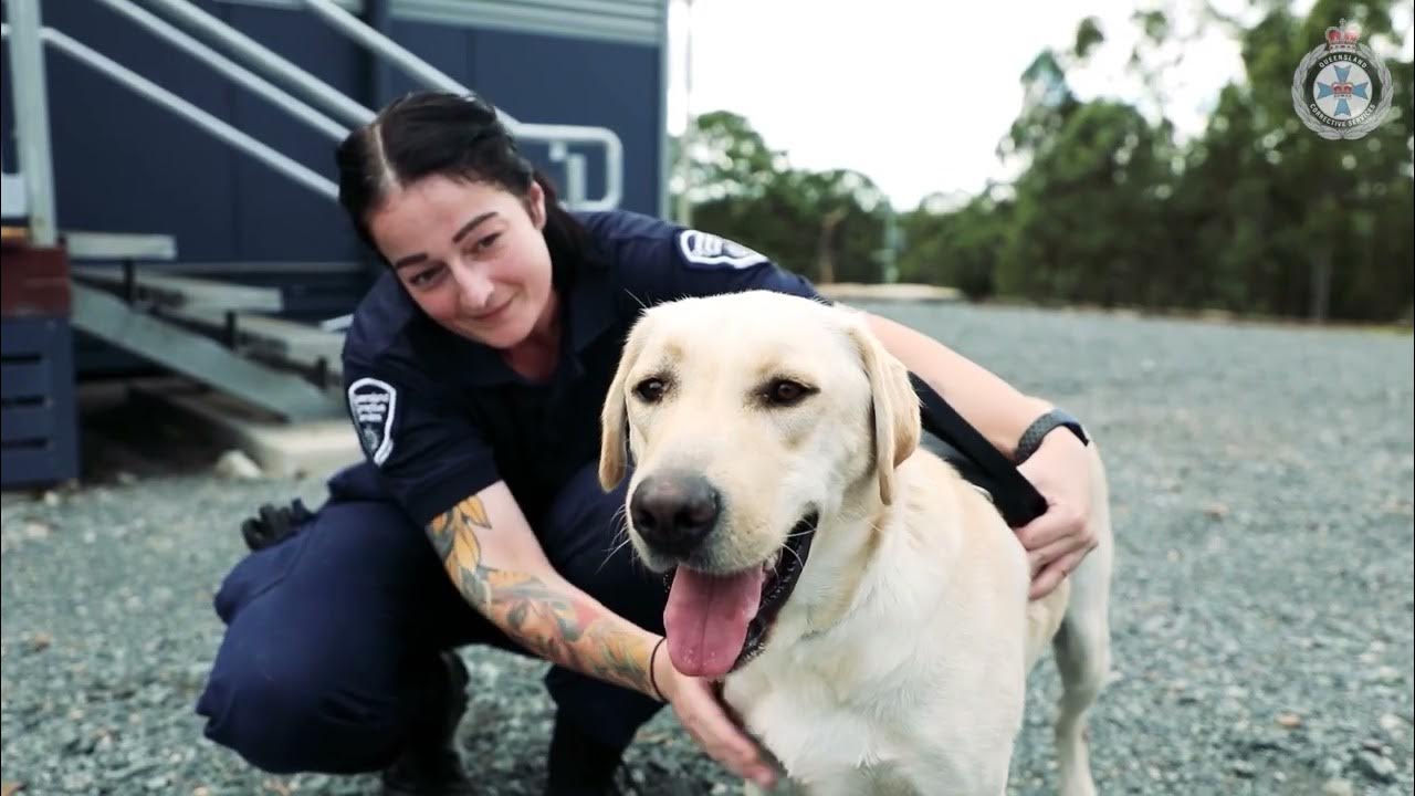 Nicole s Story Custodial Correctional Dog Handler At Wolston nicole-s-story-custodial-correctional-dog-handler-at-wolston