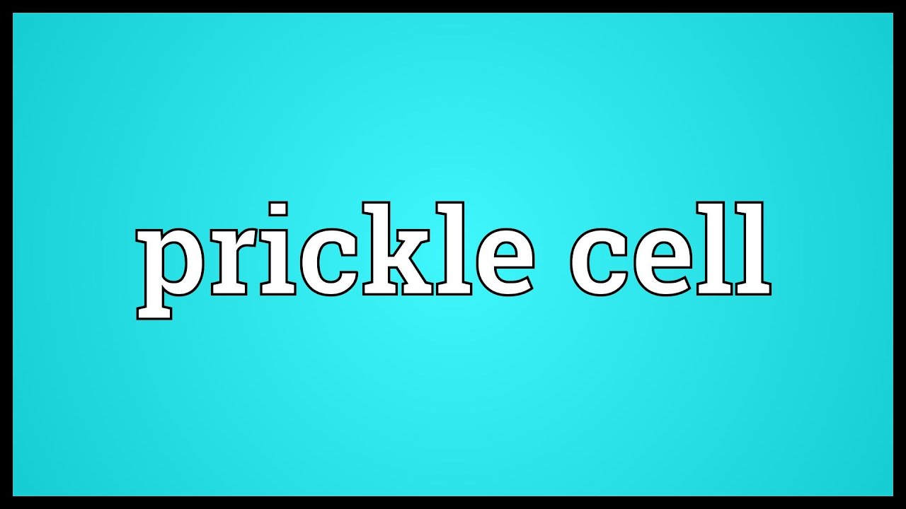 Prickle cell Meaning - YouTube