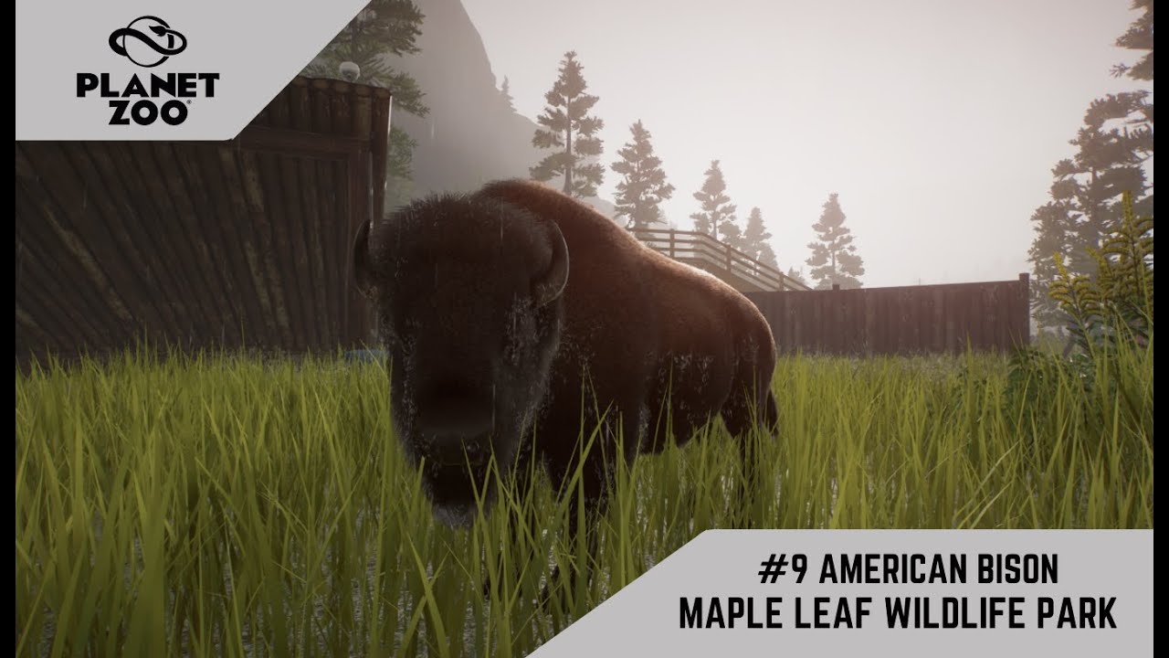 PLANET ZOO | MAPLE LEAF WILDLIFE PARK WALKTHROUGH | #9 AMERICAN BISON ...