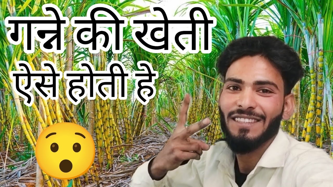 Ganne Ki Kheti Kaise Hoti Hai😍 Zuhan2world Gannekikheti Youtube