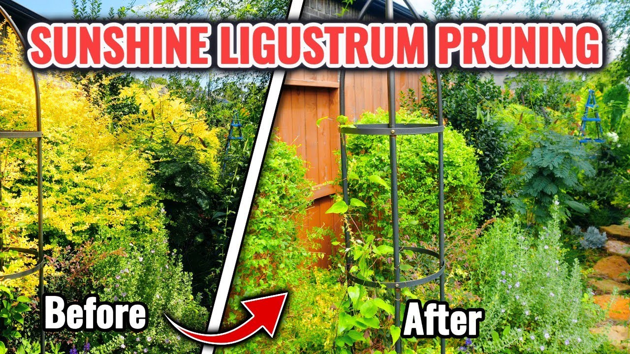 🌞 End of Summer Pruning: Controlling Your Sunshine Ligustrum for a ...