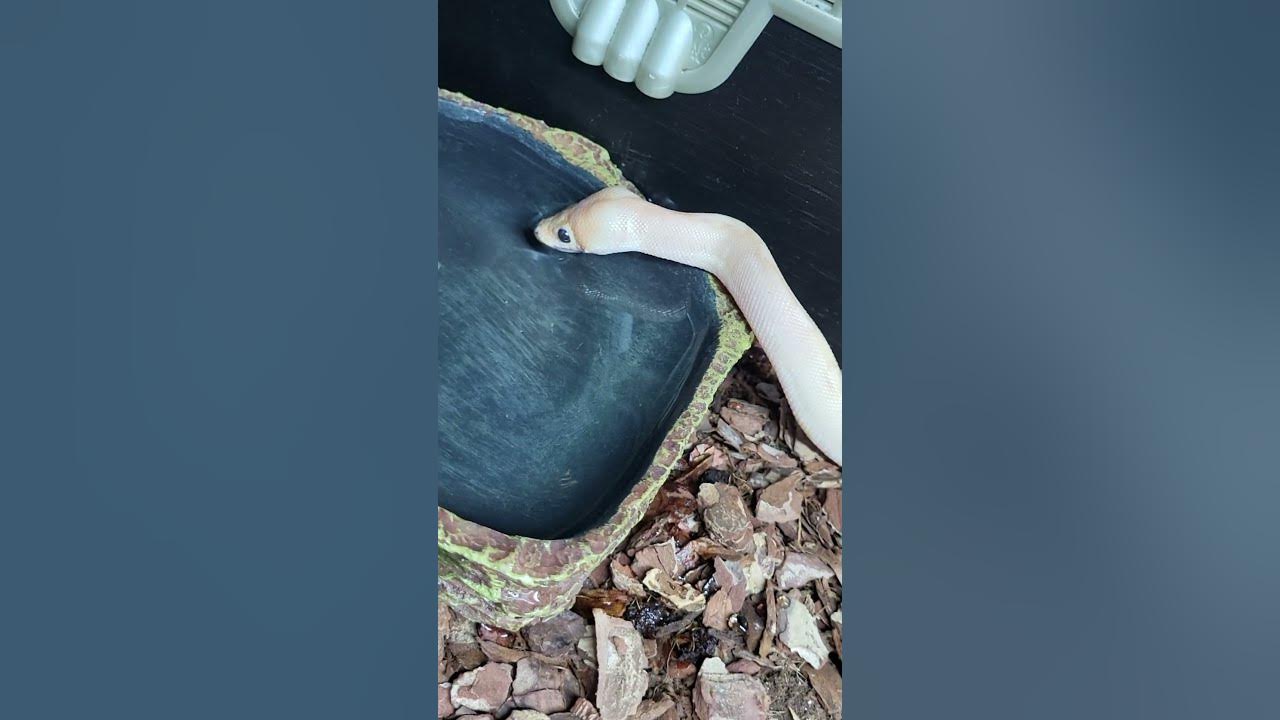 Ball python drinking water - YouTube