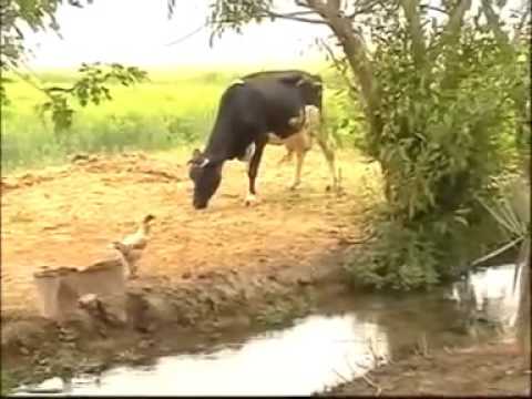 ليلة فرح ليلة عيد سعد الحرباوي