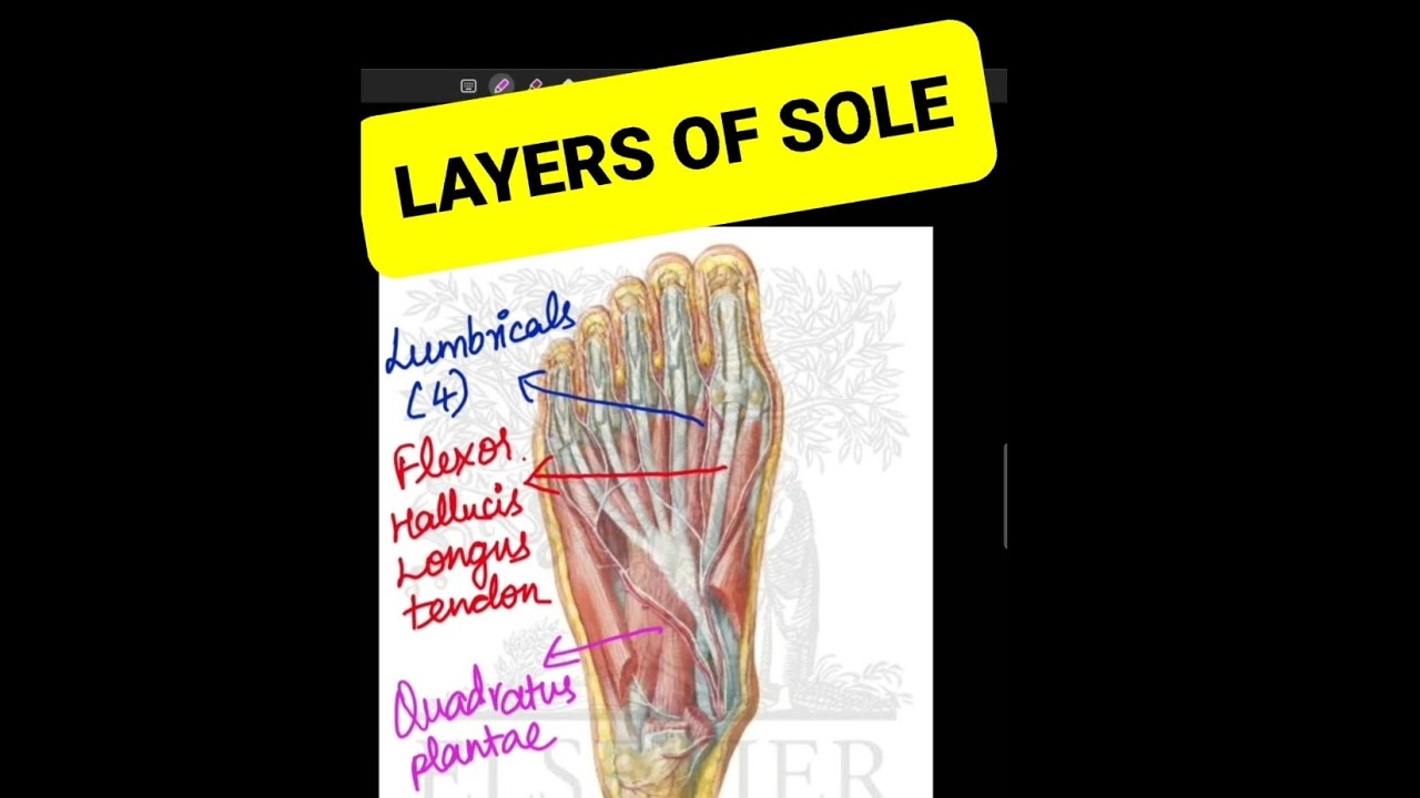 LAYERS OF SOLE OF FOOT- ANATOMY with mnemonics🦶#mbbs#neetpg#fmge#inicet ...