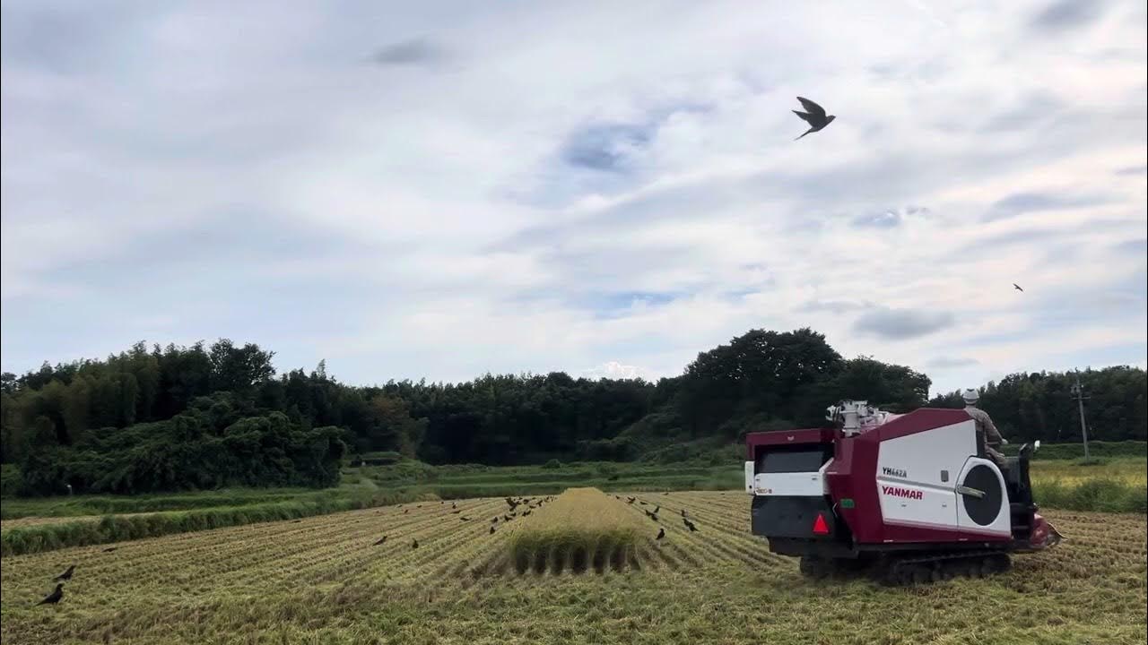稲刈り風景 YANMAR YH462A - YouTube