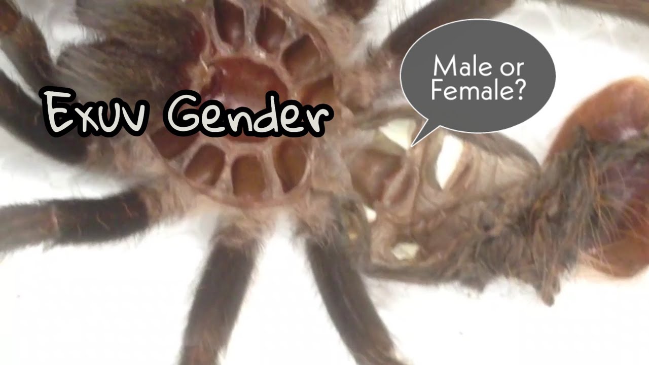Gender a Tarantula | Vlog#5 | Molt | Tarantula | - YouTube
