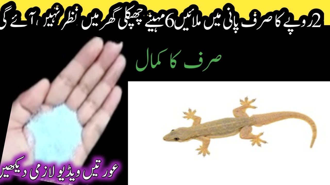 Chipkali bhagane ka tarika | Chipkali marne ka tarika | Quick Lizard ...