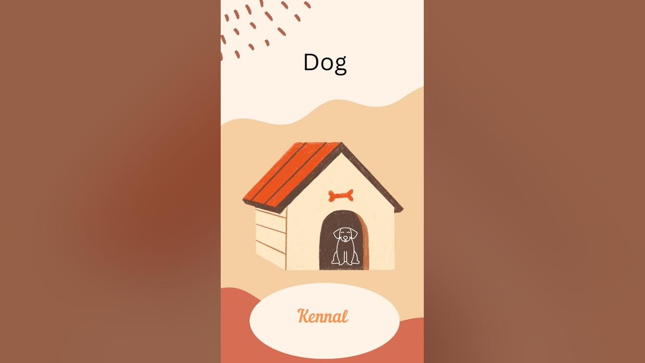 Animals And Their Shelter Animals And Their Homes Animals Shelter animals-and-their-shelter-animals-and-their-homes-animals-shelter