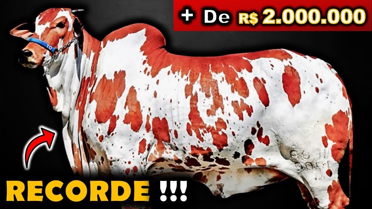 RECORDE! VACA NELORE PINTADO TEM VENDA MILIONÁRIA A MAIOR DA HISTÓRIA ...