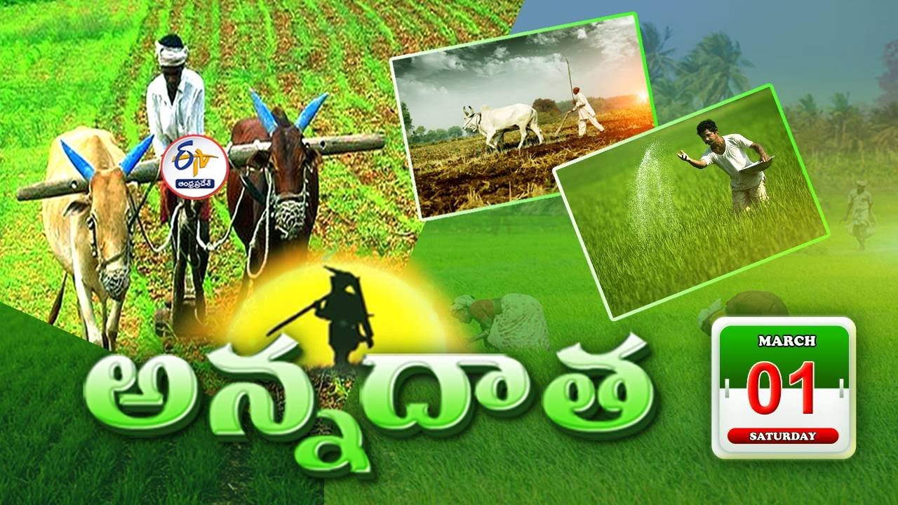 అన్నదాత | 1st March 2025 | Annadata | Full Bulletin | ETV Andhra ...