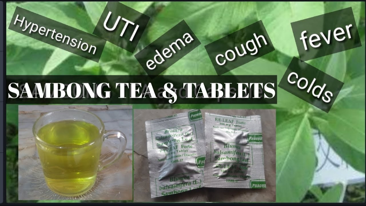 SAMBONG PLANT Ll Sambong Tea Tablets And Its Benefits YouTube SAMBONG PLANT Ll Sambong Tea Tablets And Its Benefits YouTube
