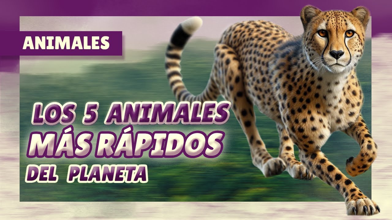 Velocidad Extrema: ¡Los 5 Animales Más Rápidos del Mundo! 🚀🐆🦅 | PARA ...