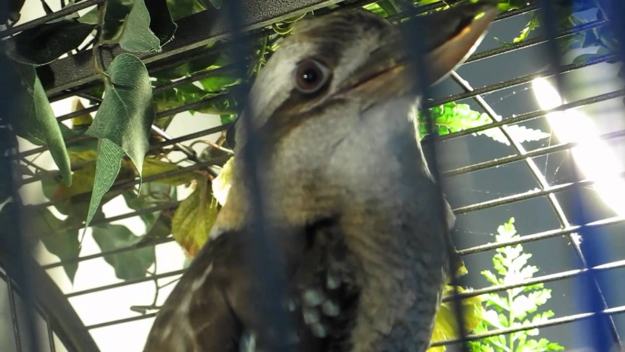 Laughing Bird Makes other Birds Cry Out - YouTube