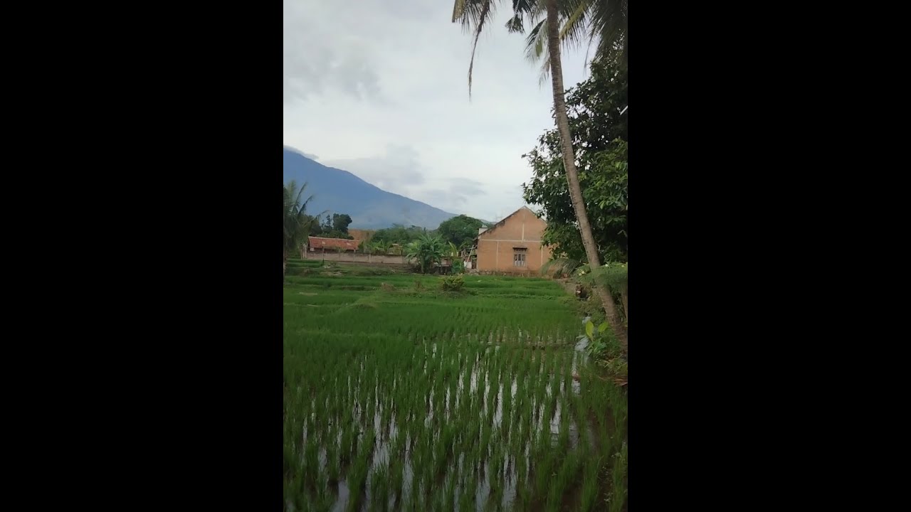pemandangan indah pesawahan kuningan - beautiful view of rice fields ...
