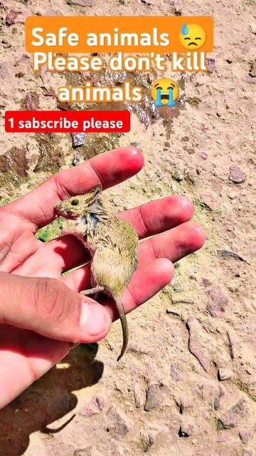 Please love animal's #shortvideos #viralvideos #animals - YouTube