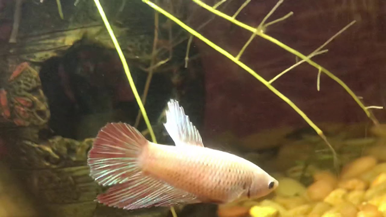 Siamese Princess - YouTube