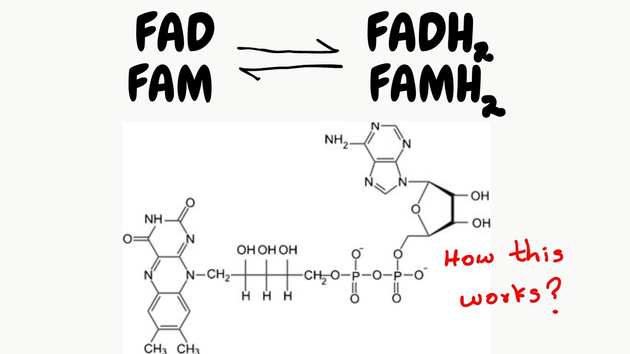what are FAD and FMN ? what are they doing inside of our body? - YouTube