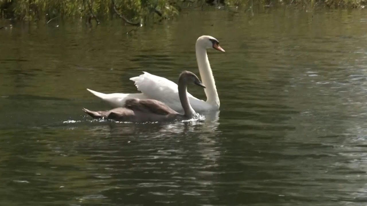 Britain's royal swan counter feels 'positive' as Thames population ...