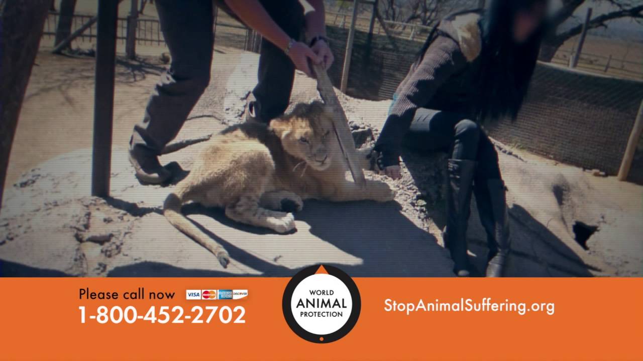 Stop Animal Suffering - YouTube