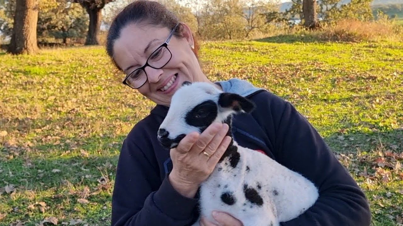 El mejor rato del día cuando recogemos los corderines😍 - YouTube