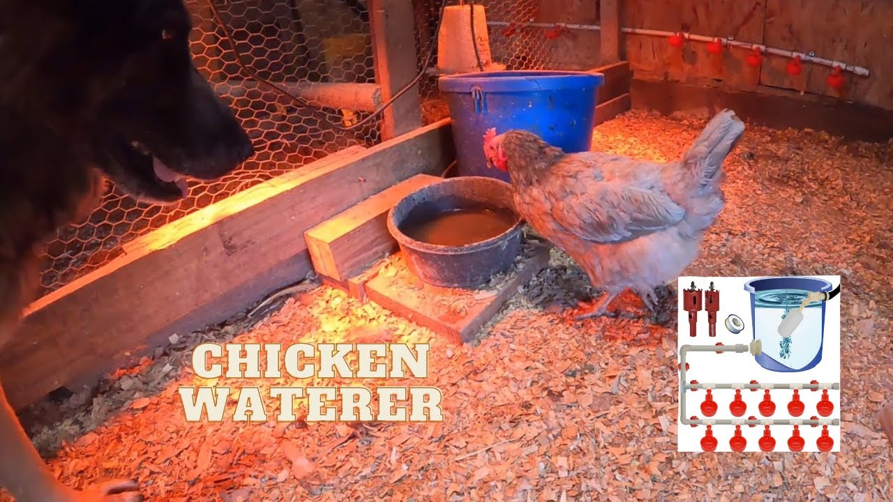 Chicken water: Complete Set Pipeline Automatic Chicken Waterer - YouTube