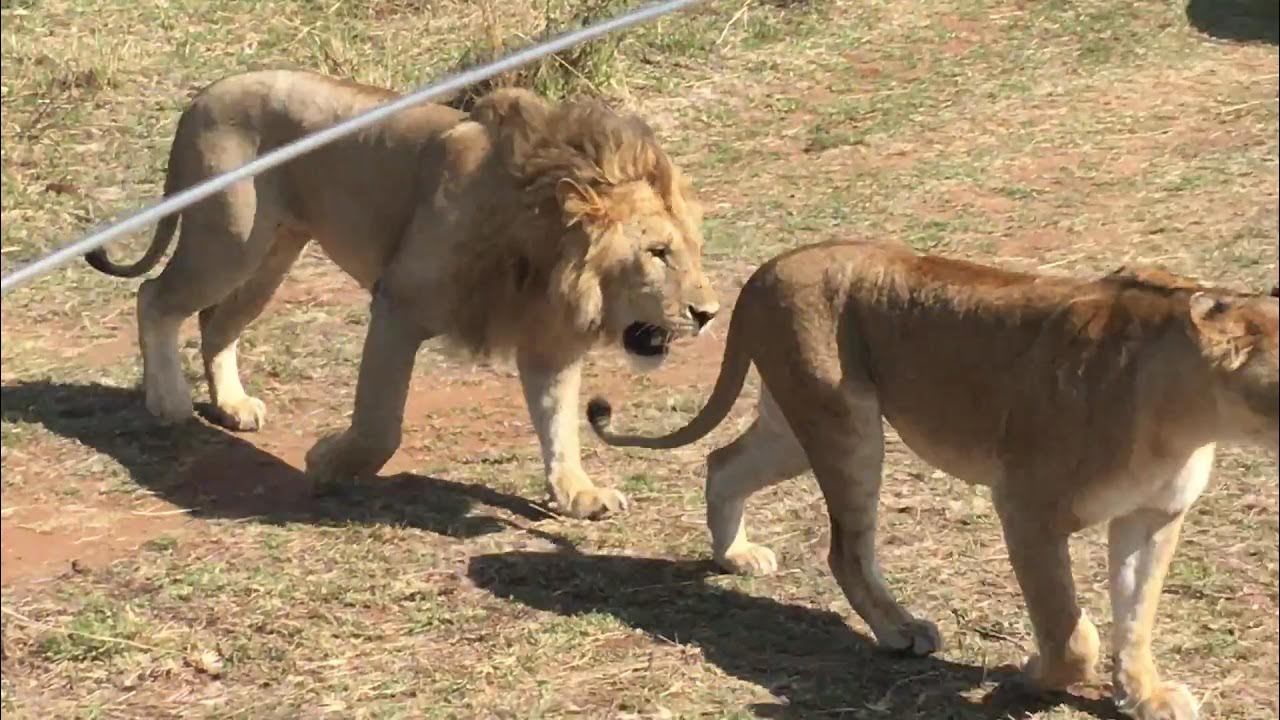 Lion Lioness Mating (Raw video) - YouTube