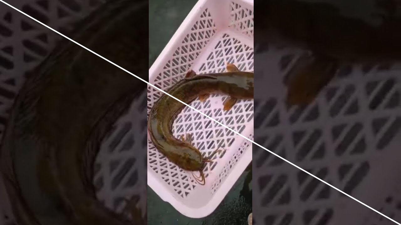 Two heads of catfish caught in Southeast Asia - YouTube