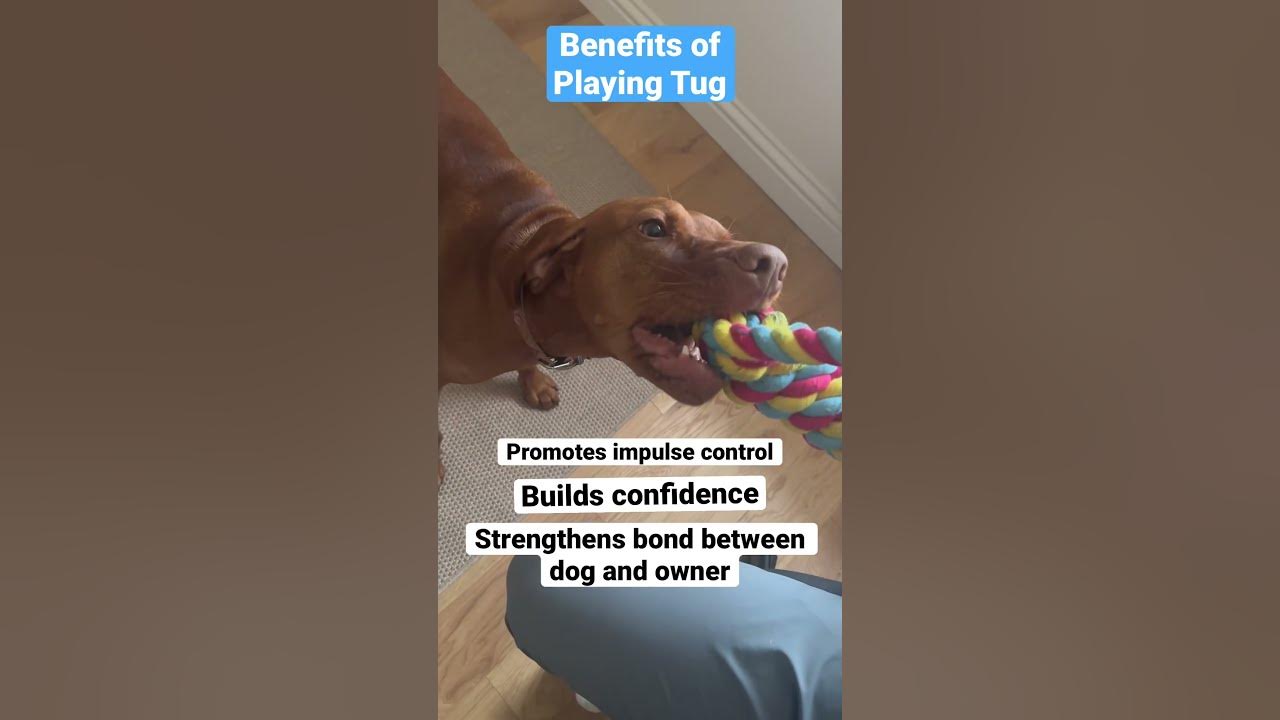 is-tug-of-war-bad-for-dogs-dogshorts-dogtoys-dogenrichment