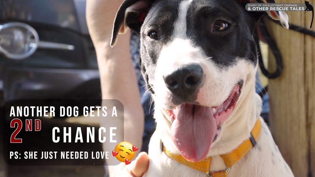 Good news! Another dog gets a 2nd chance - (she just needed love) #haws ...