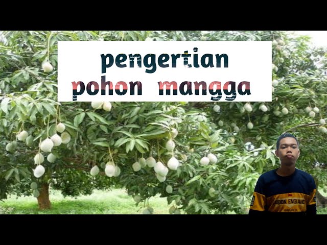 Definisi Pohon Mangga: Panduan Lengkap dari Manfaat hingga Budidaya