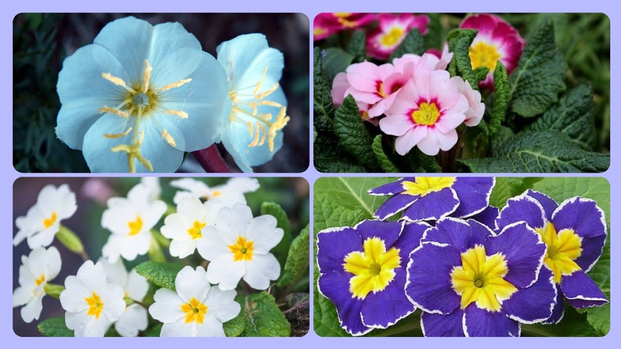Types of primrose flower - YouTube