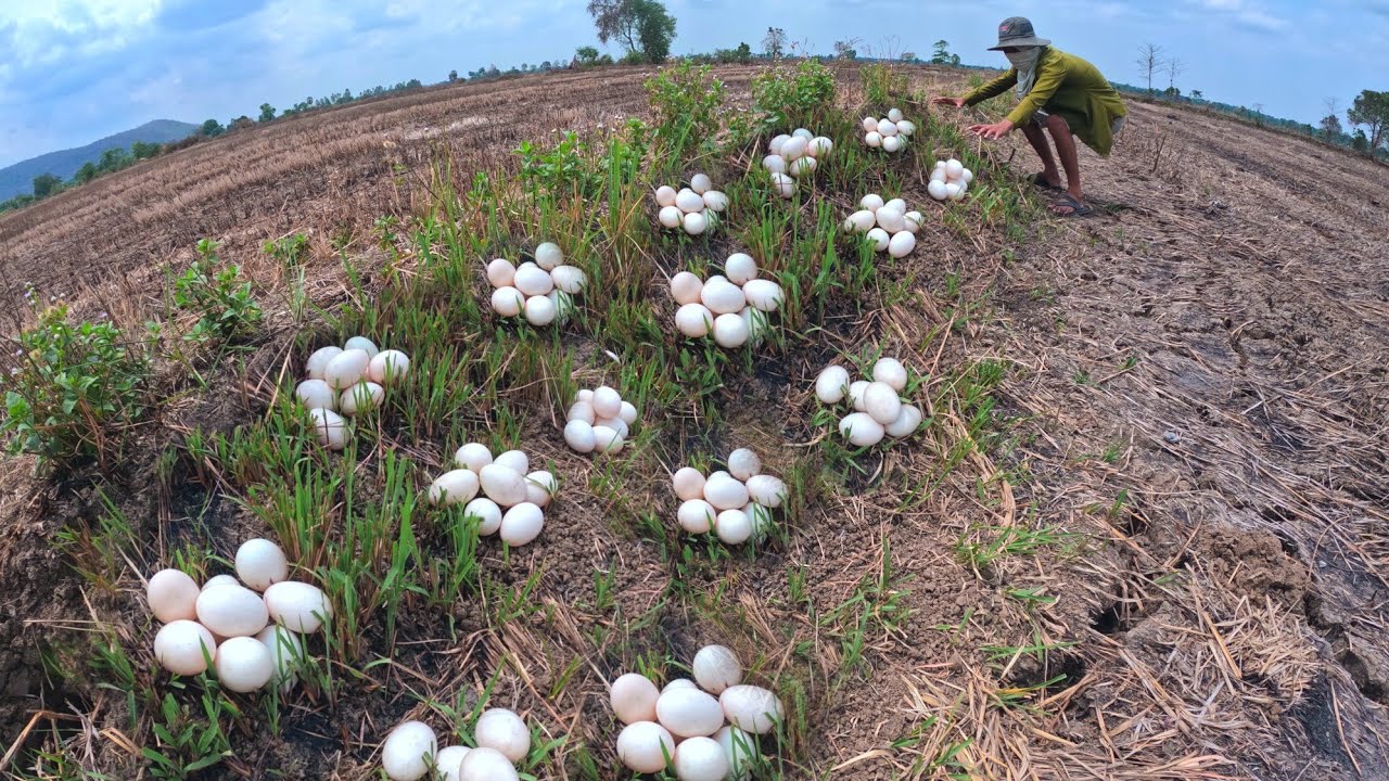 A farmer amazing! a lot of duck eggs ln the rice field pick a lot by ...