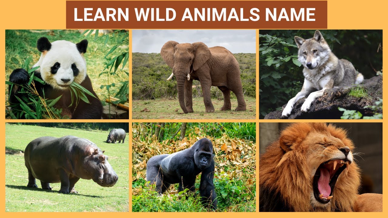 Wild Animals Vocabulary ll 20 Wild Animals Names In English With ...